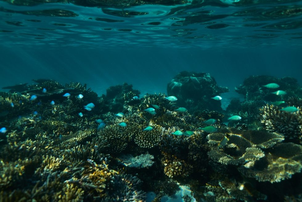 Namotu Island Resort | Waterways Travel Surf Adventures